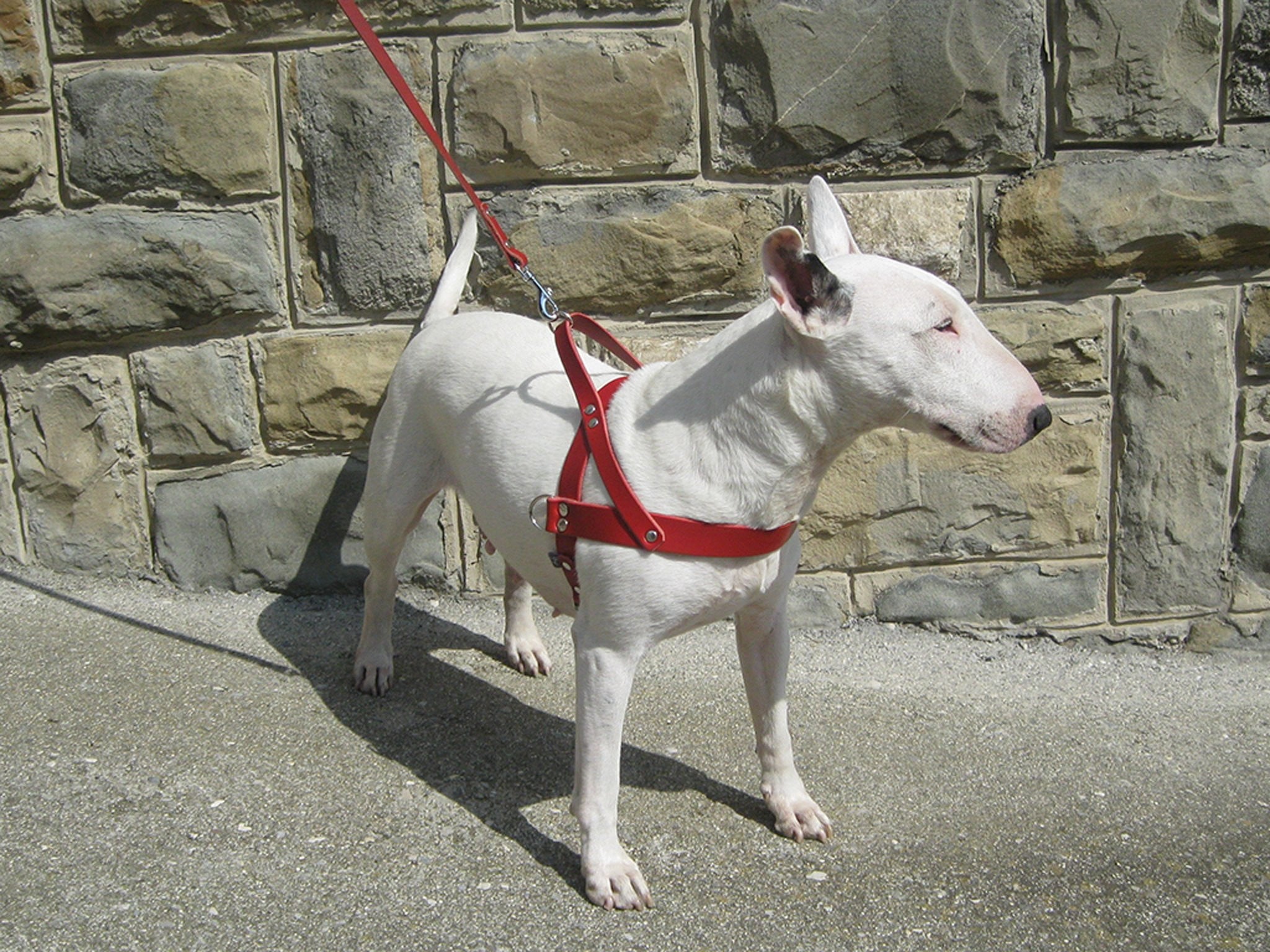 Leather Dog Harness in 6 Colors With Side D-Rings– Yupcollars